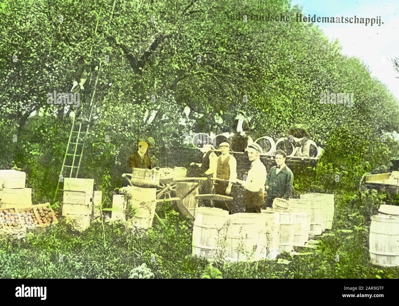 fruit cultivation, harvesting Date: undated Keywords: fruit cultivation ...