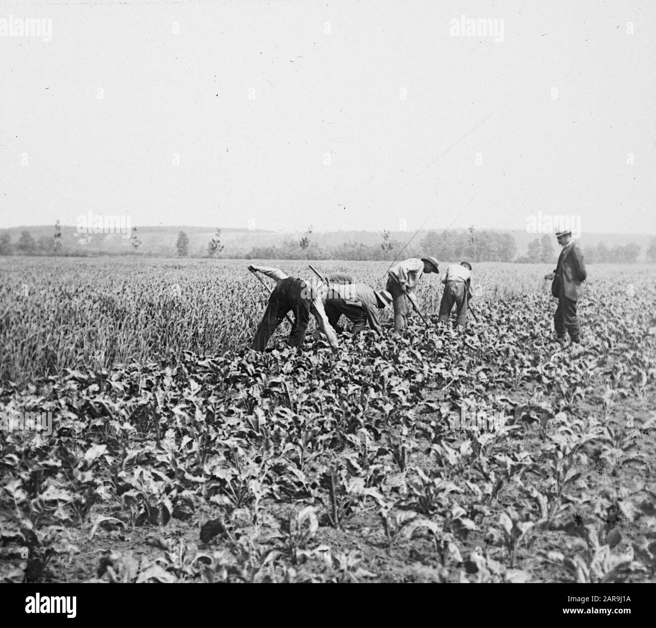 Fodderbeet hi-res stock photography and images - Alamy