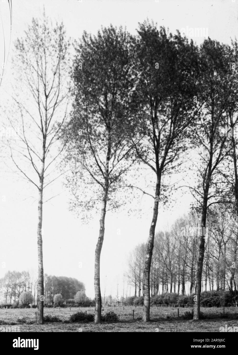 deciduous wood trees, populus serotina, virginiam Date: undated ...
