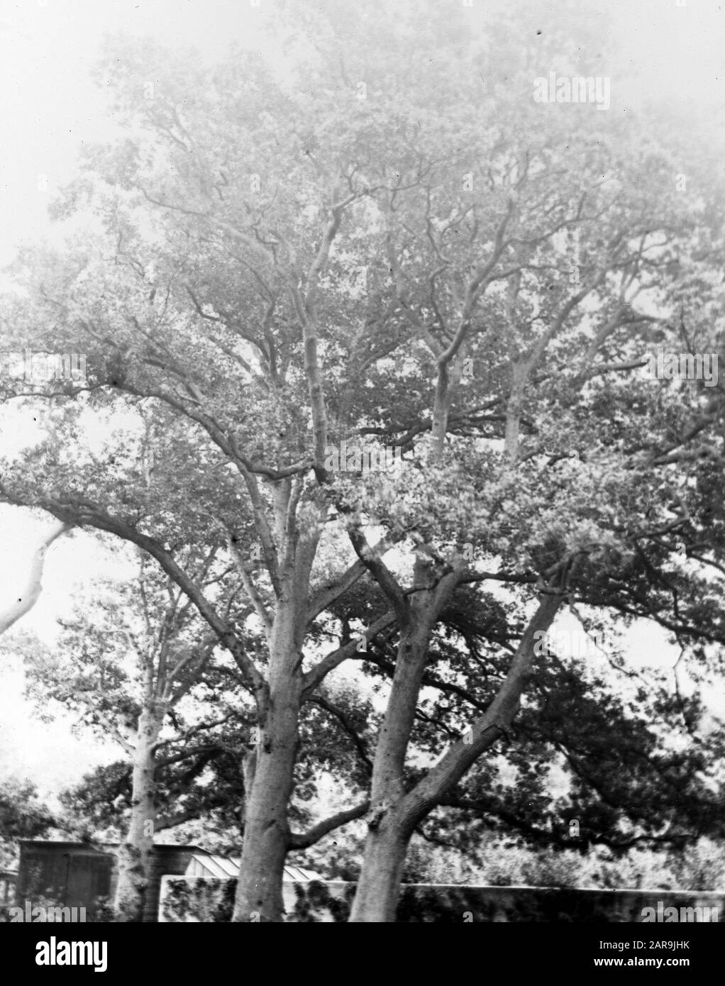 deciduous wood, trees, forests, avenues, botanical, native oak Date ...