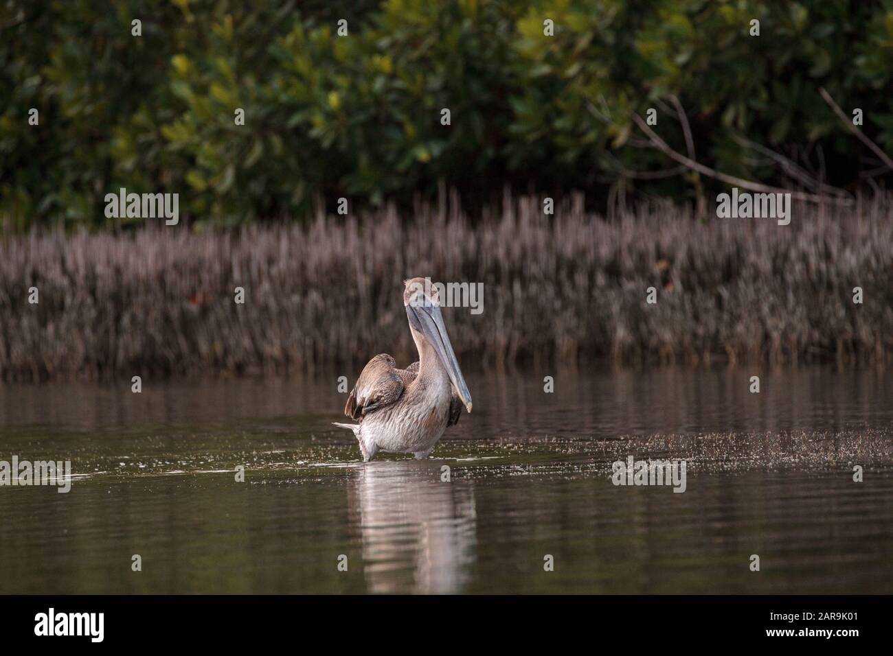 Floating female brown pelican Pelecanus occidentalis at Tigertail Beach ...
