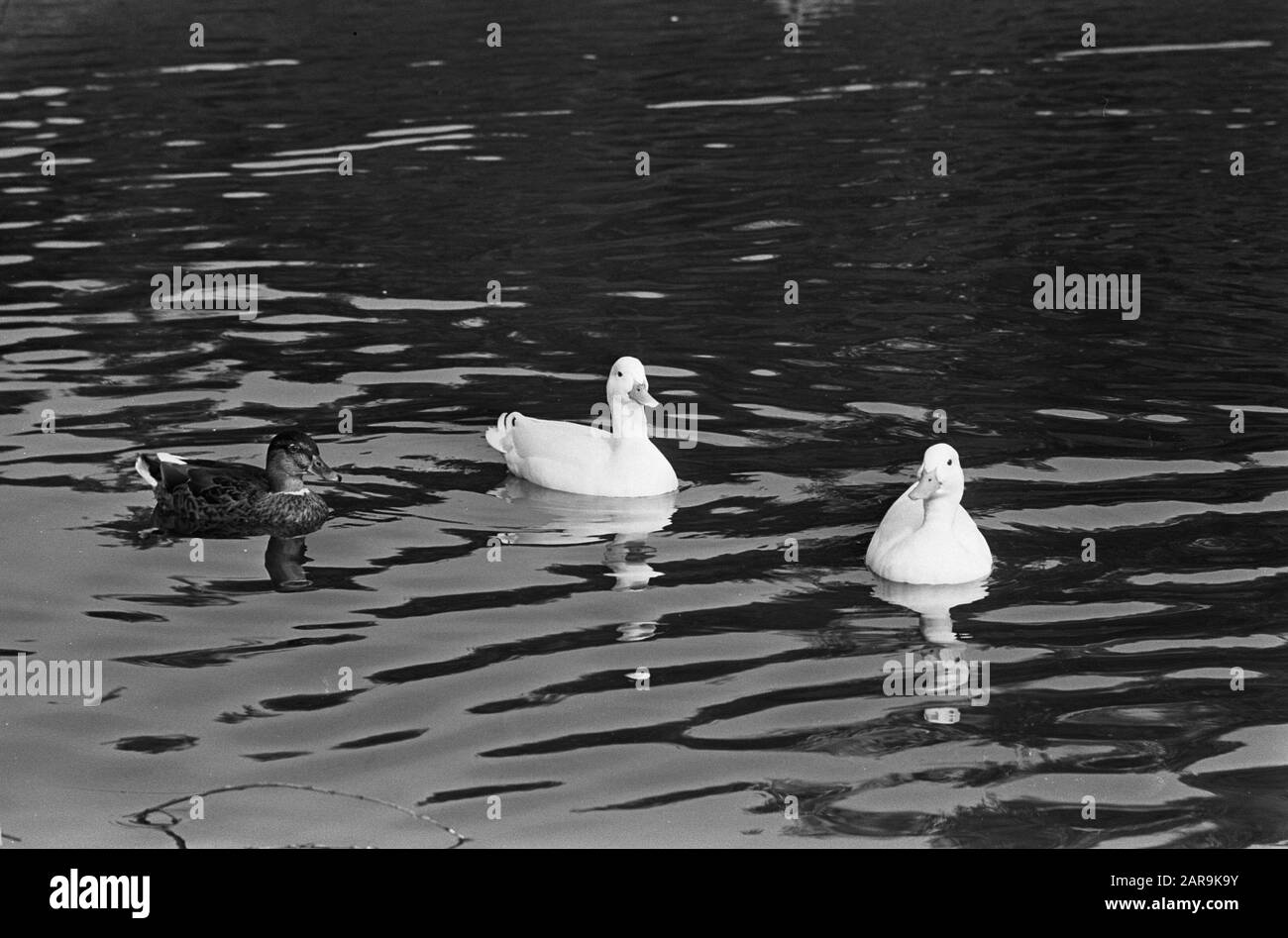 1 october 1965 hi-res stock photography and images - Alamy
