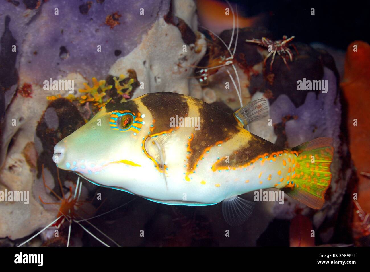 Crown fish hi-res stock photography and images - Alamy