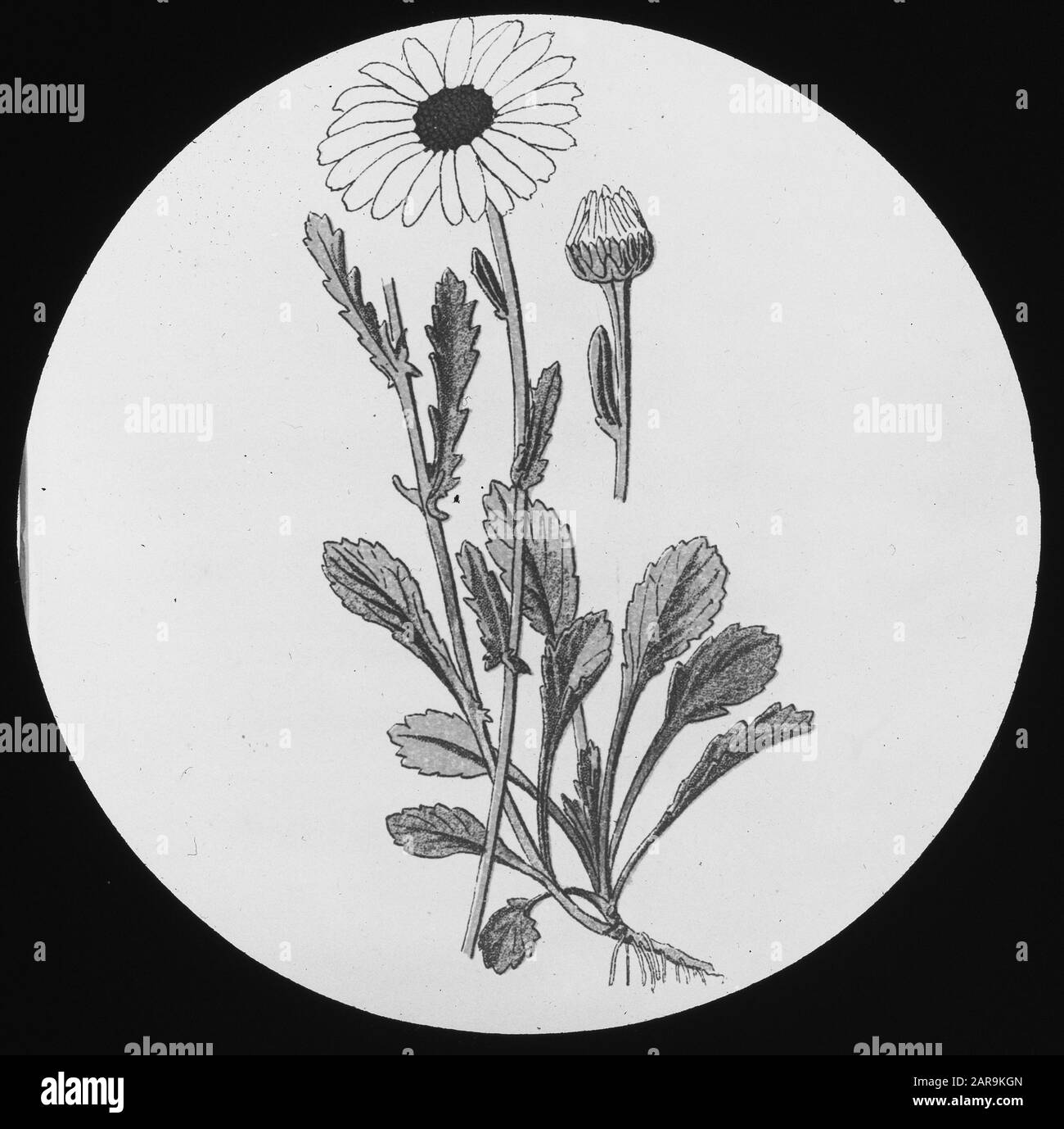 grass and clover species, white goose flower Date: undated Keywords ...