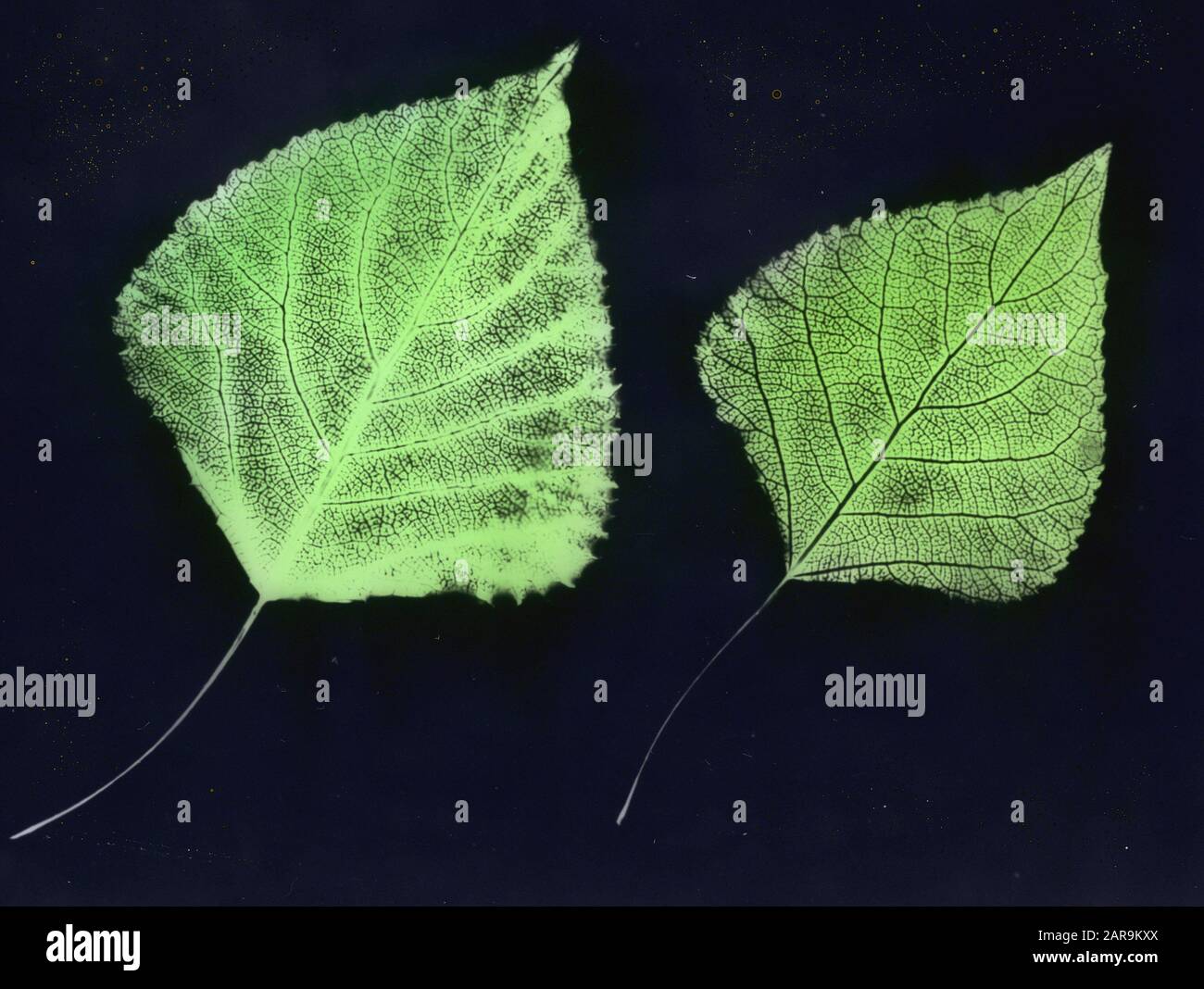 deciduous wood, trees, forests, avenues, botanical, populus nigra Date ...