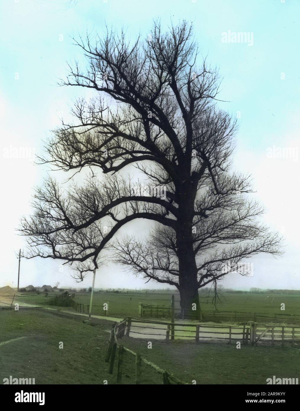 deciduous wood, trees, forests, avenues, botanical, populus nigra Date ...