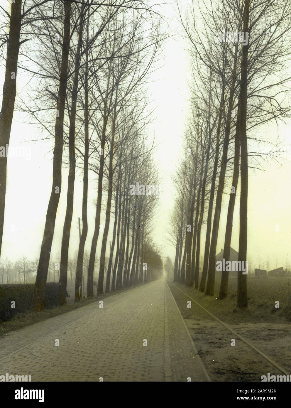 deciduous wood, trees, forests, avenues, botanical, populus serotina ...