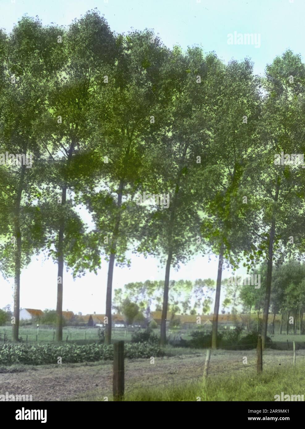 deciduous wood trees, populus marilandica Date: undated Keywords ...