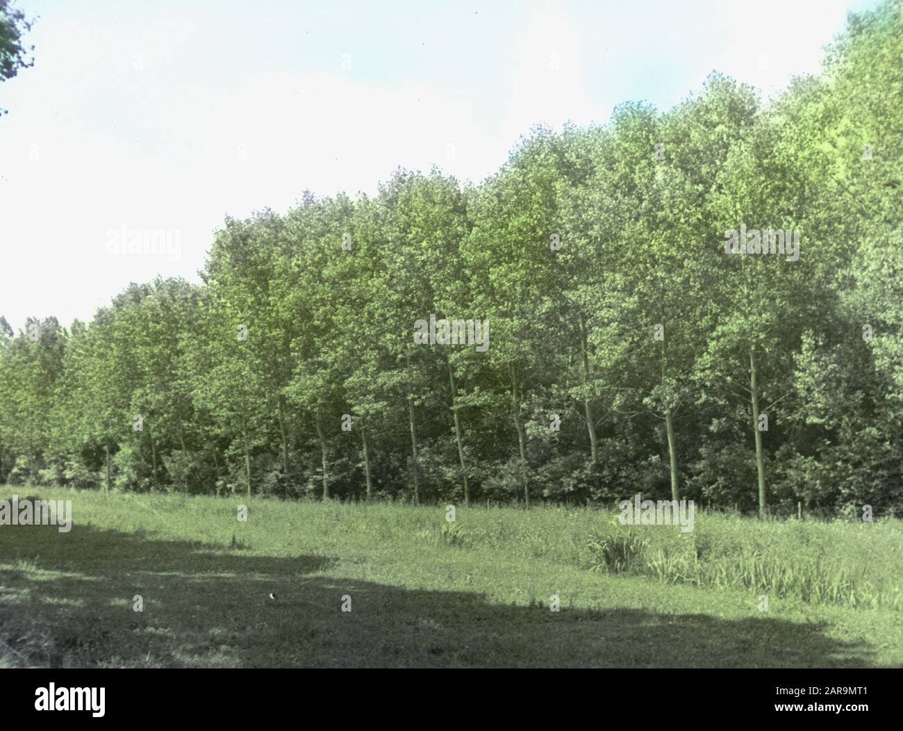 deciduous wood trees, populus ravardeau, Romilly Date: undated Location ...