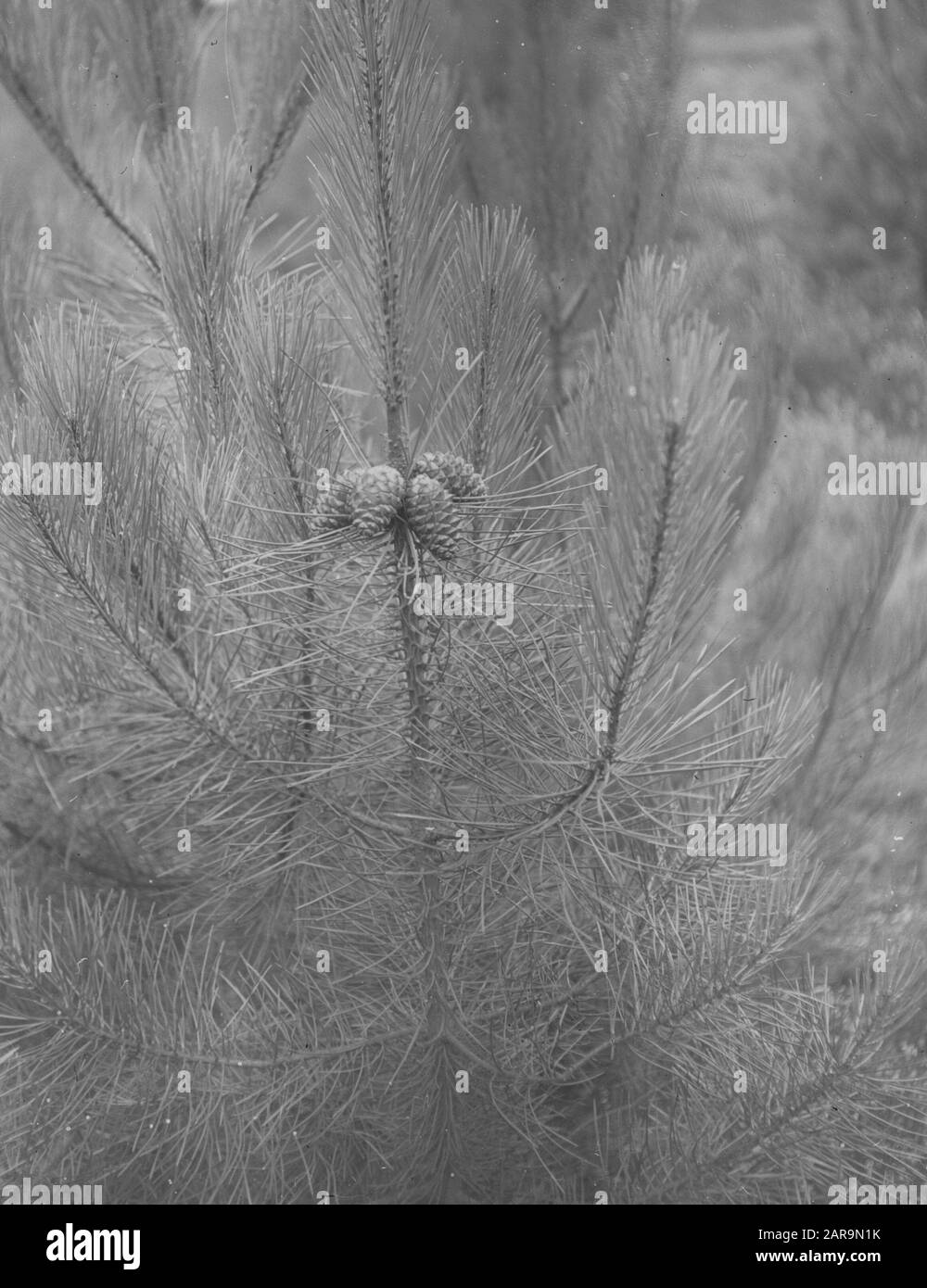 Pinus maritima hi-res stock photography and images - Alamy
