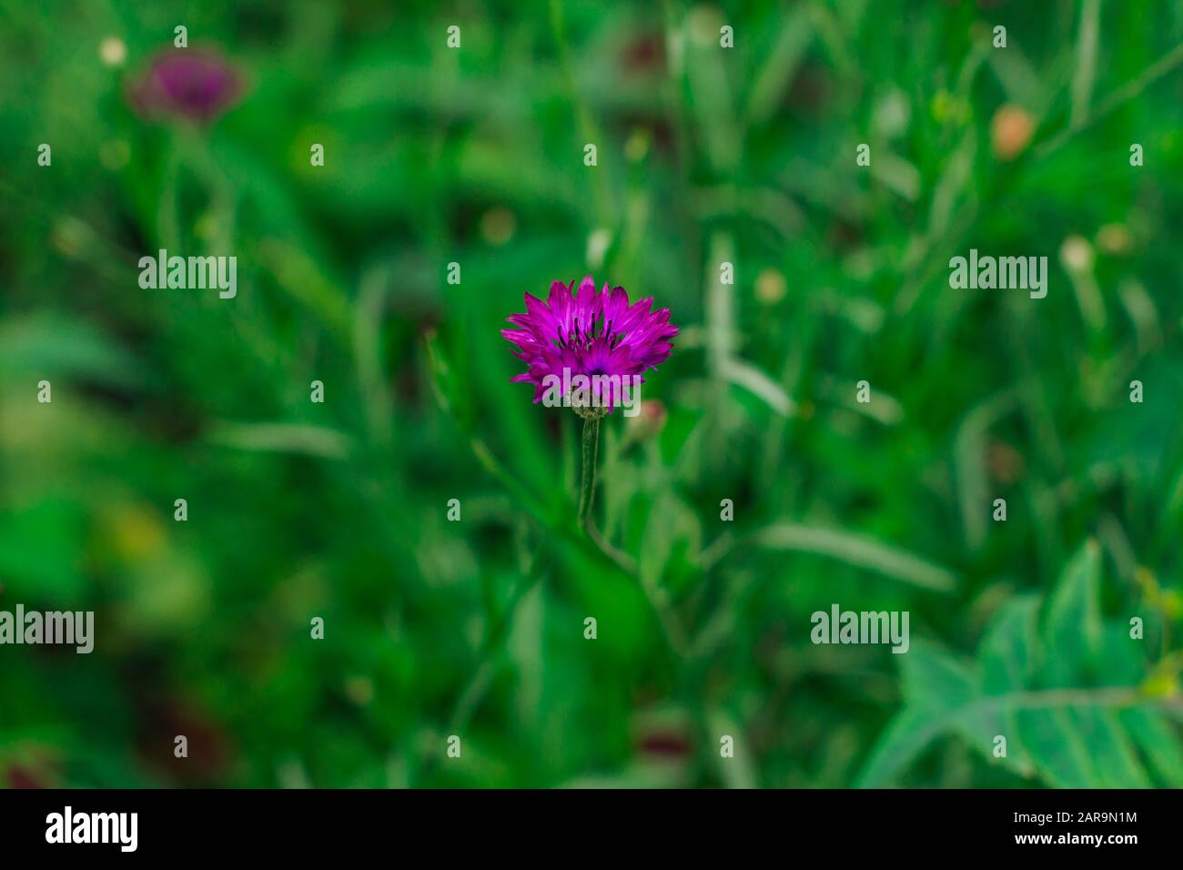 Blooming purple cornflowers in a summer field Stock Photo - Alamy