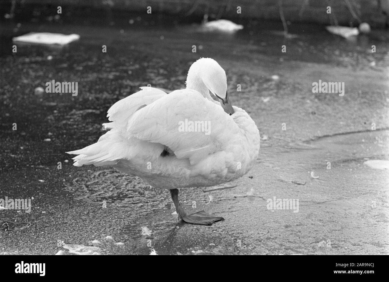Swan stands on a leg on ice Date: December 11, 1968 Keywords: ICE ...