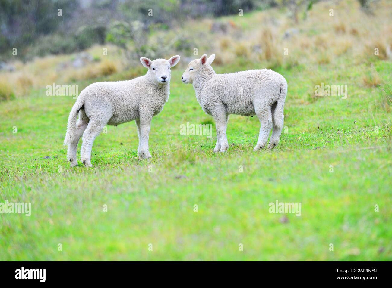Lambs on the picturesque landscape background Stock Photo - Alamy