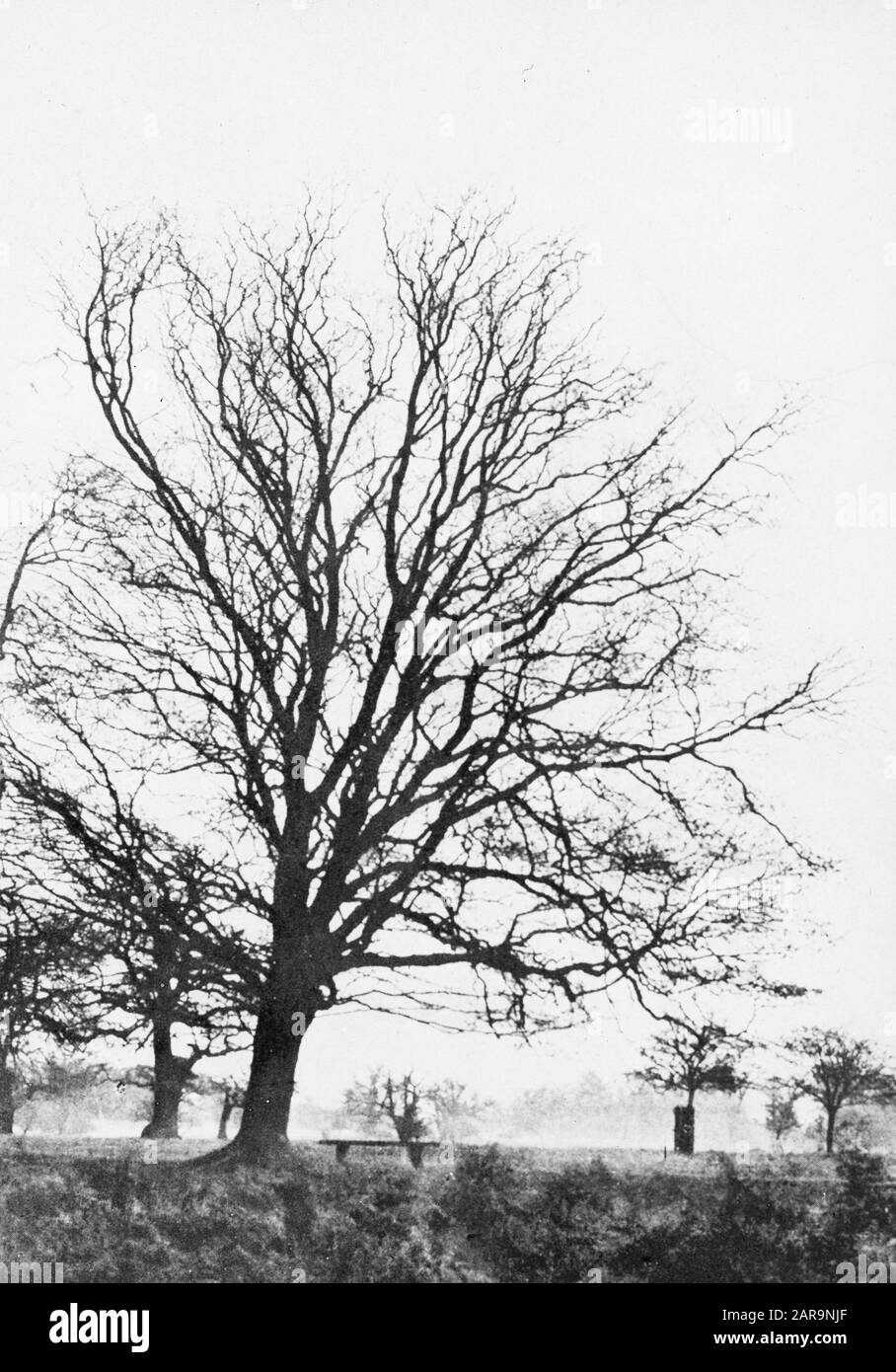 deciduous wood, trees, forests, avenues, botanical, carpinus betulus ...