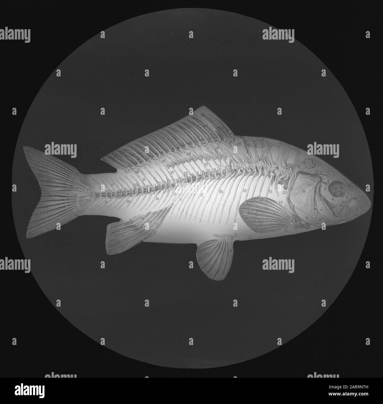 Your personal specimen Black and White Stock Photos & Images - Alamy
