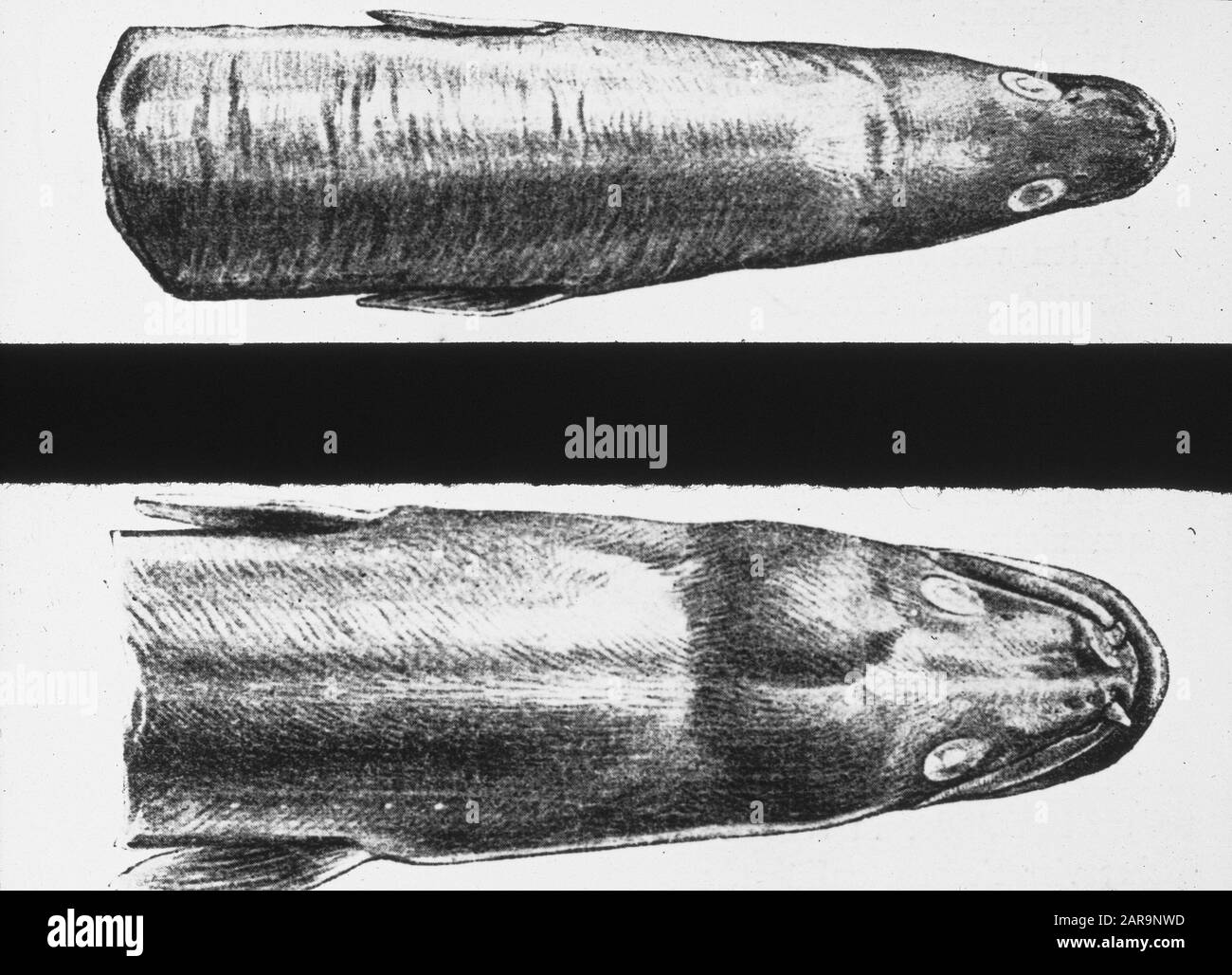 Narrow head Black and White Stock Photos & Images - Alamy