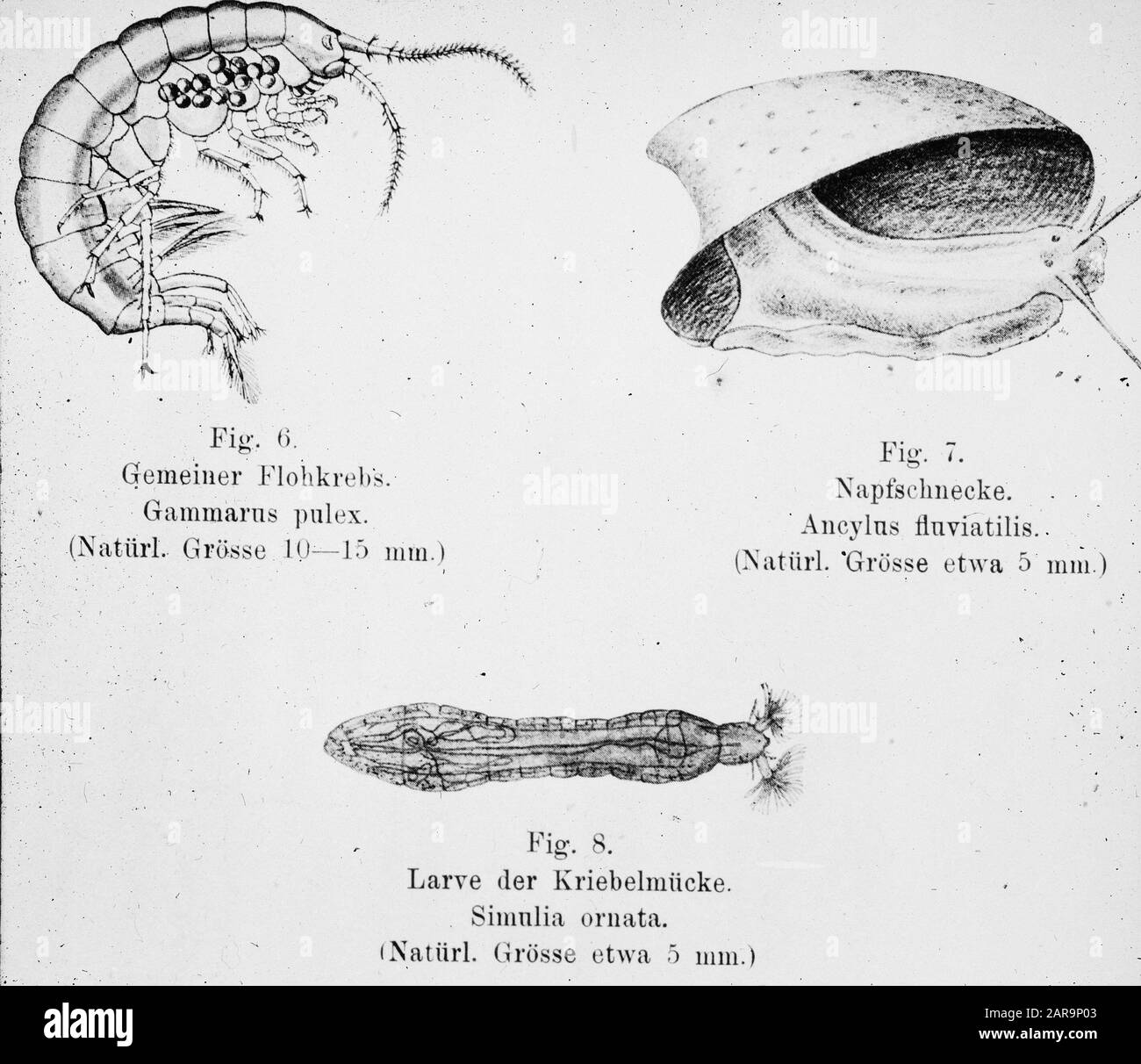 Gammarus Black and White Stock Photos & Images - Alamy