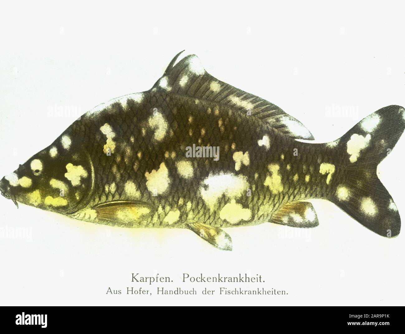 freshwater fishing, carp, pox sickness Date: undated Keywords ...