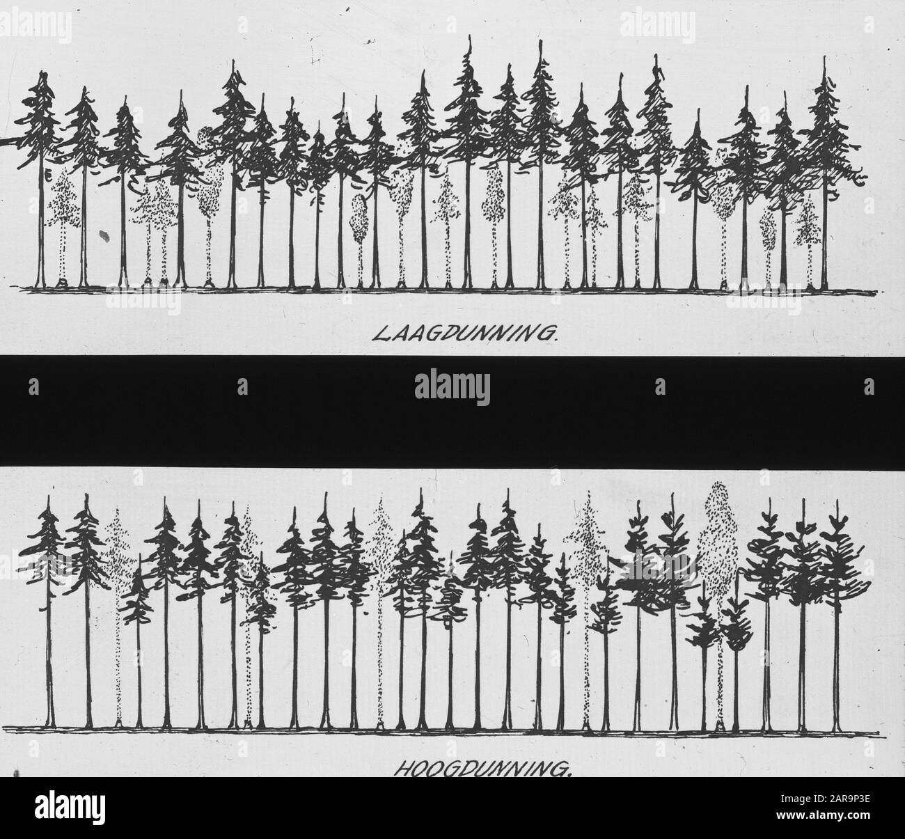 low and high thinning Date: undated Keywords: forestry, forestry Stock ...