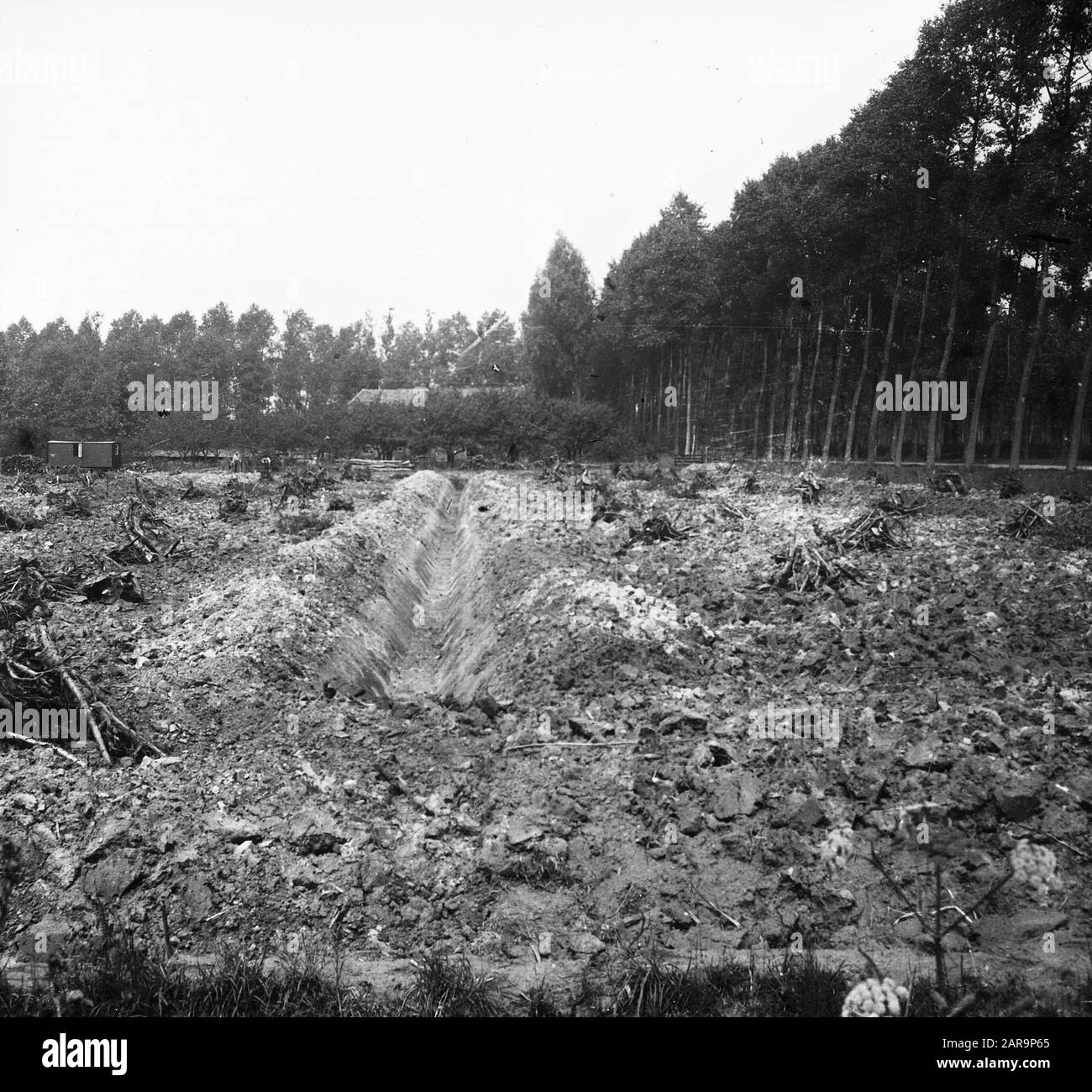 Poplar cultivation methods hi-res stock photography and images - Alamy