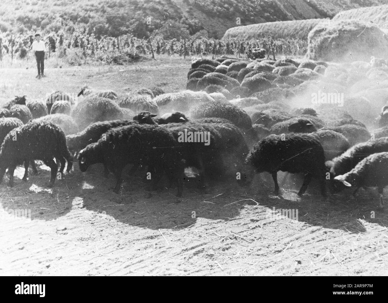 flock of sheep Date: undated Location: Russia Keywords: trip to Russia ...