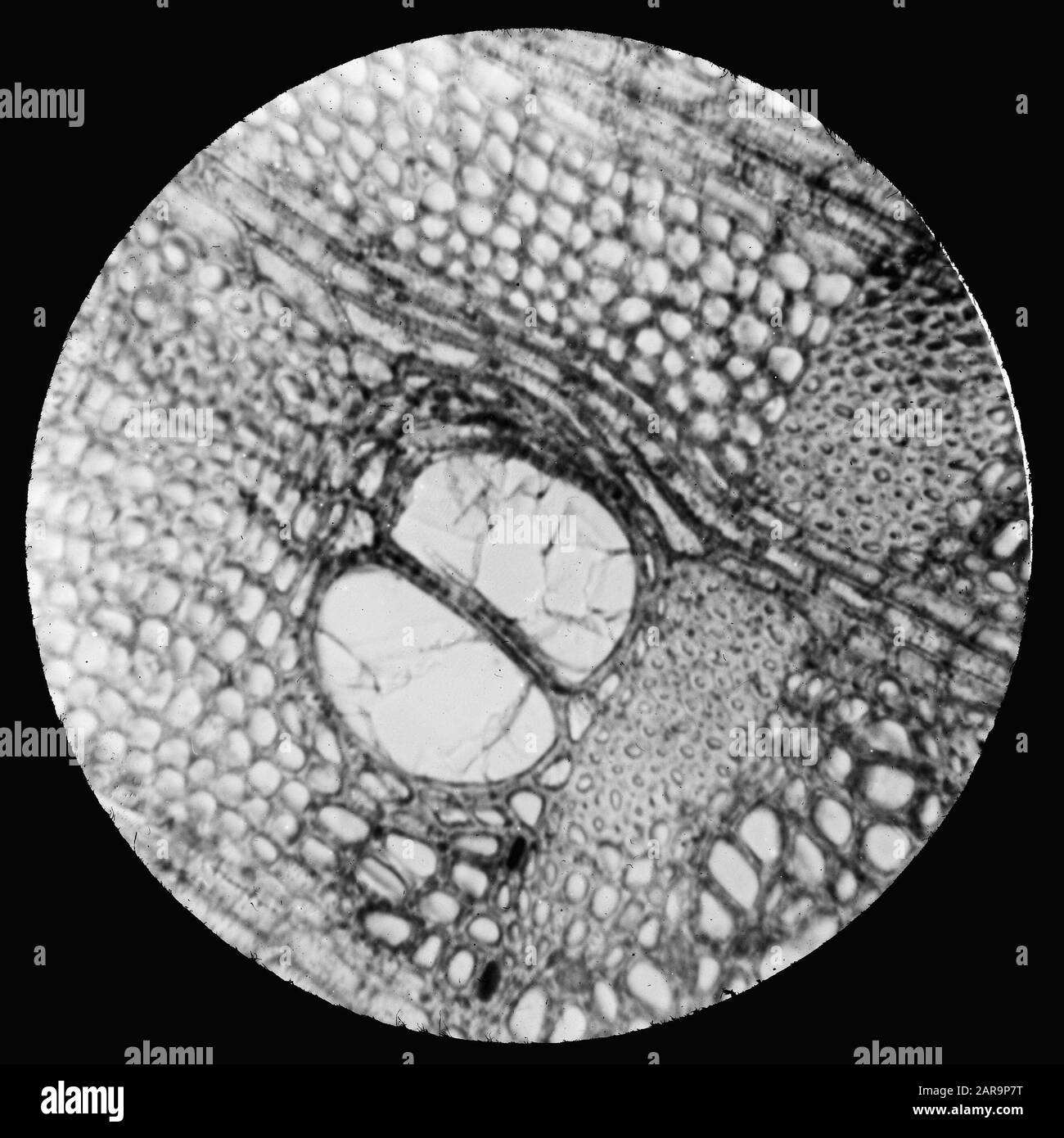 Biological environmental section Black and White Stock Photos & Images ...