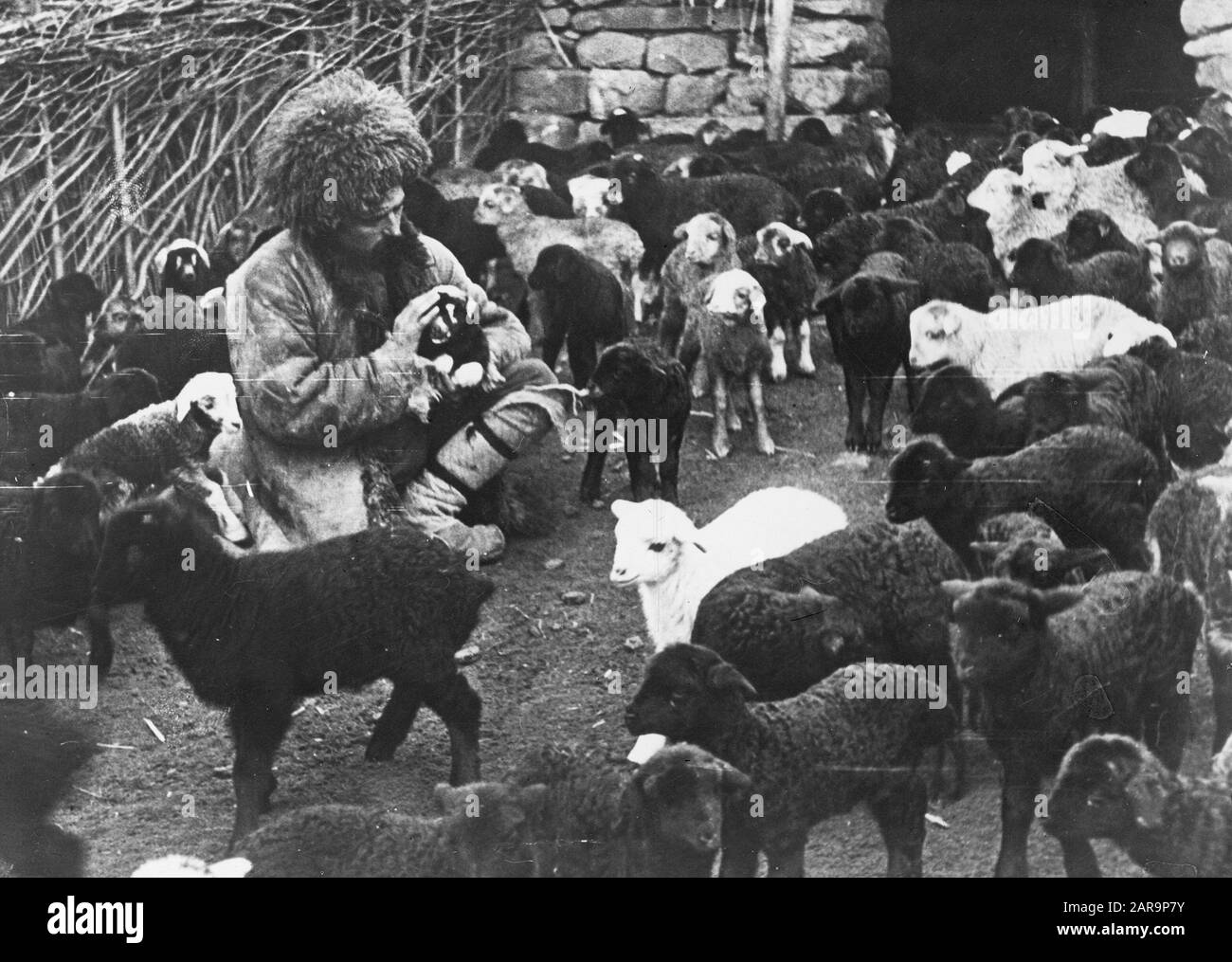 flock of sheep with lambs Date: undated Location: Russia Keywords: trip ...