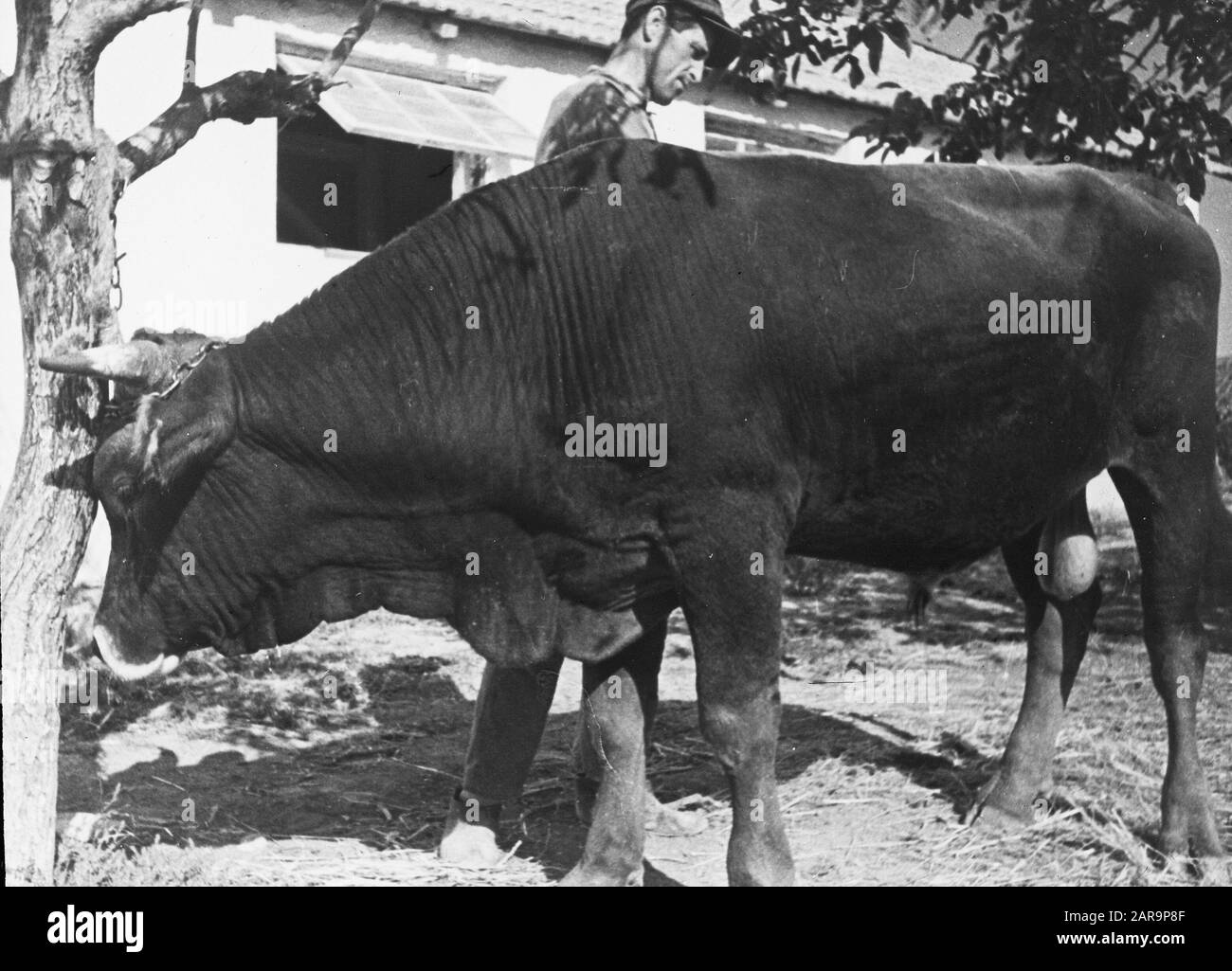studbook bull Date: undated Location: Russia Keywords: trip to Russia ...