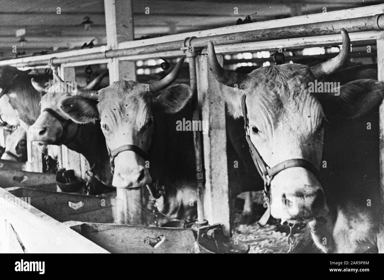 cow barn (24 breeds throughout Russia) Date: undated Location: Russia ...