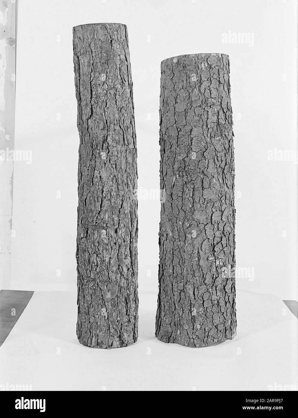 larch and douglas, tree trunks, european larch, japanese larch Date ...