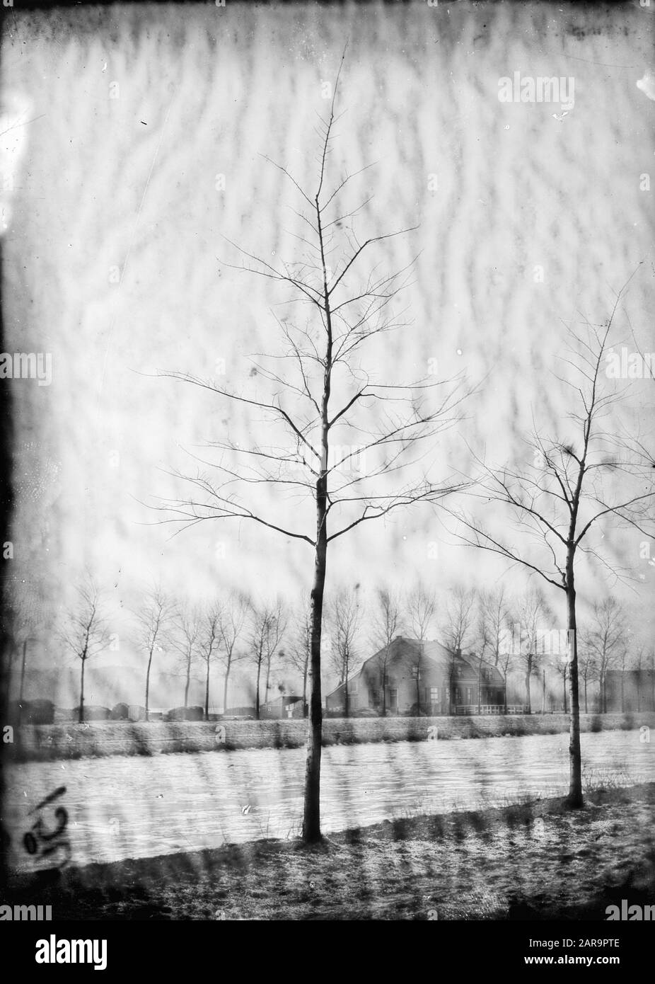 Botanical garden trees form Black and White Stock Photos & Images - Alamy