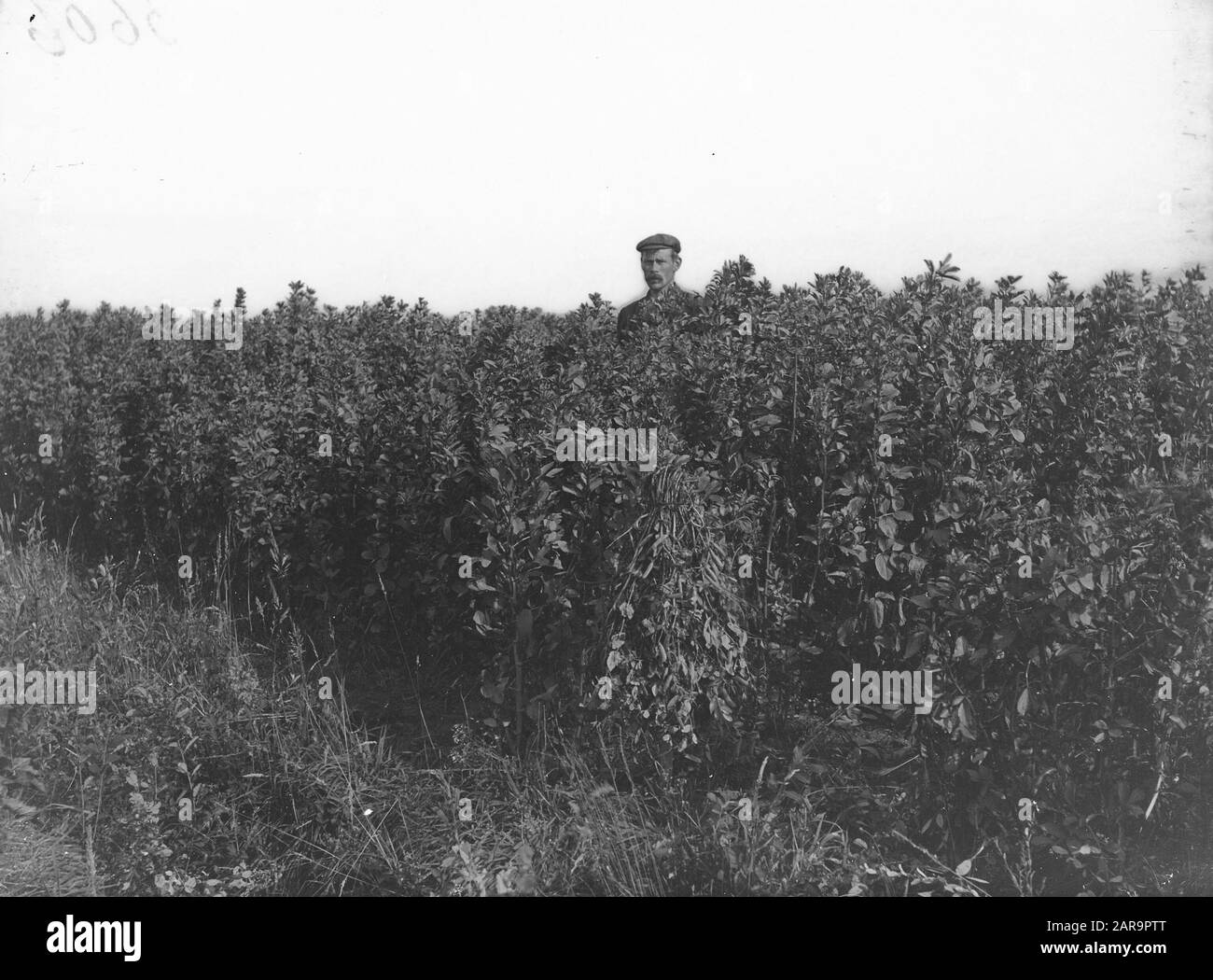 agriculture, mining, horse beans Date: undated Keywords: agriculture ...