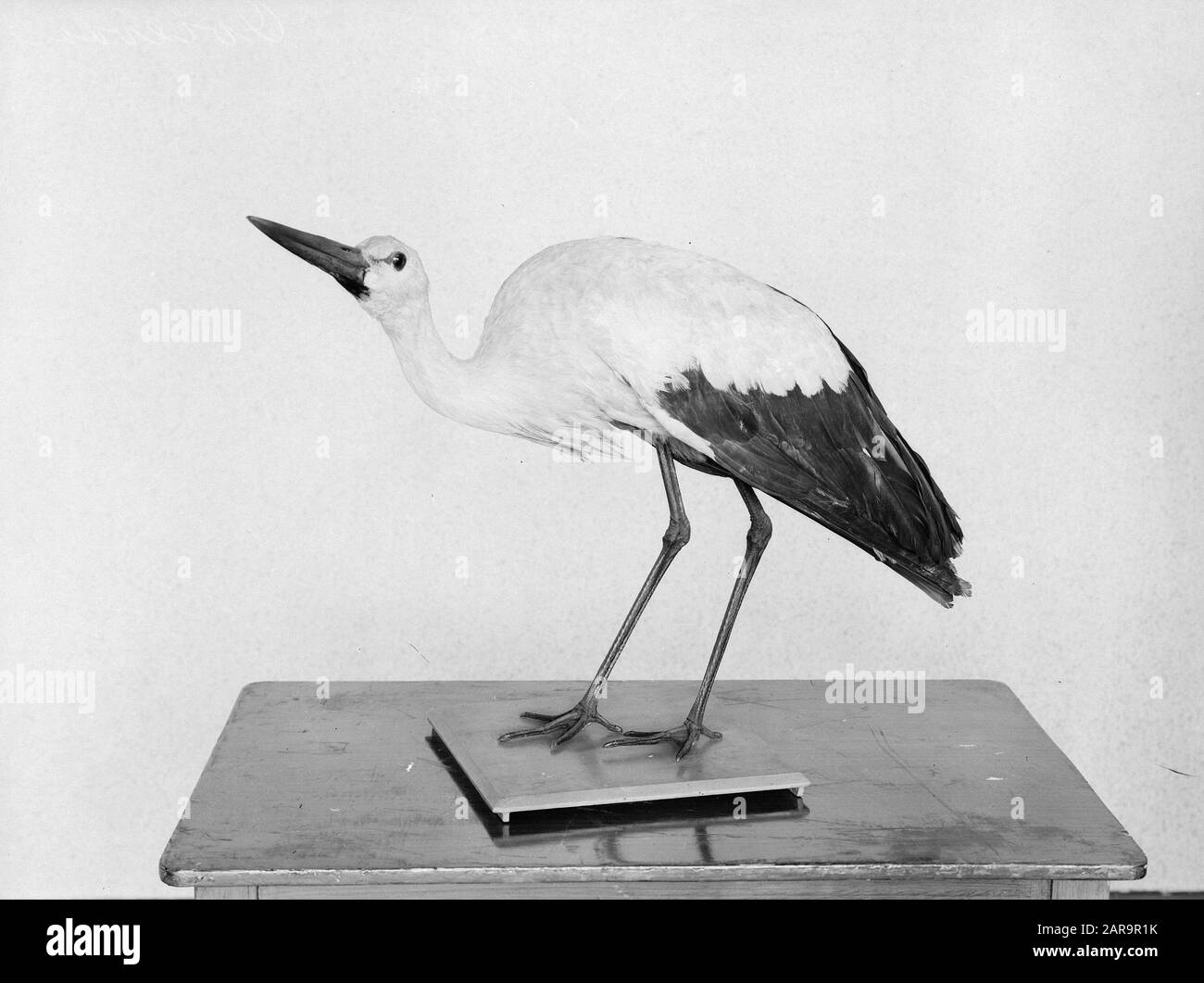 Species of stork Black and White Stock Photos & Images - Alamy