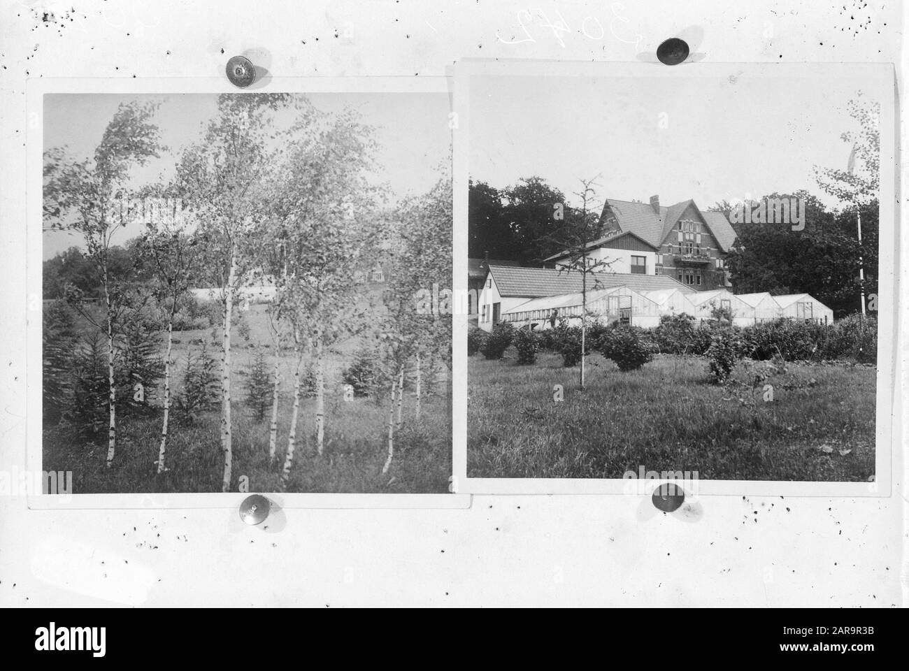 Forest tree planting sweden hi-res stock photography and images - Alamy
