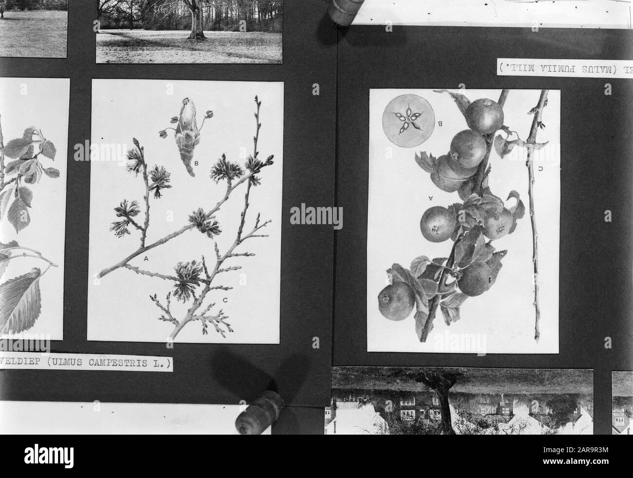 Veldiep hi-res stock photography and images - Alamy