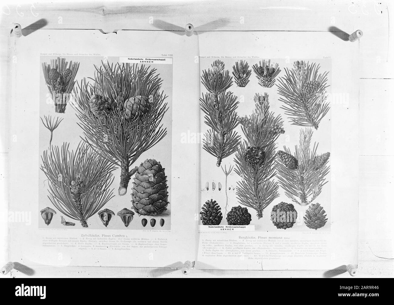 coniferous wood, bergden, pinus cembra Date: undated Keywords ...