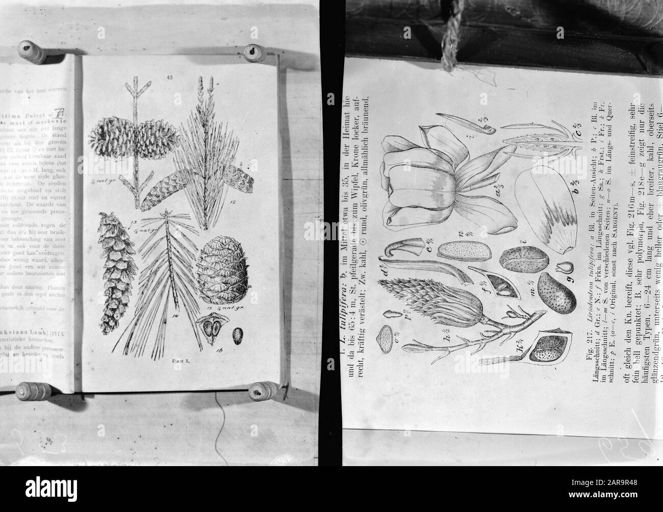 reproductions, forestry, images, larix decidua, larix leptolepis ...