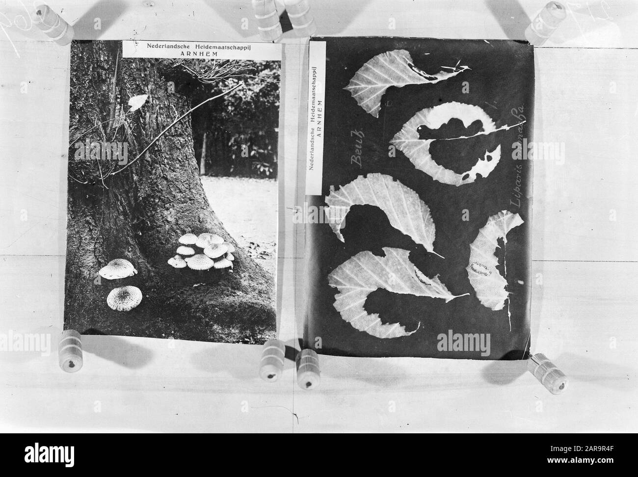 Species of mushroom Black and White Stock Photos & Images - Alamy