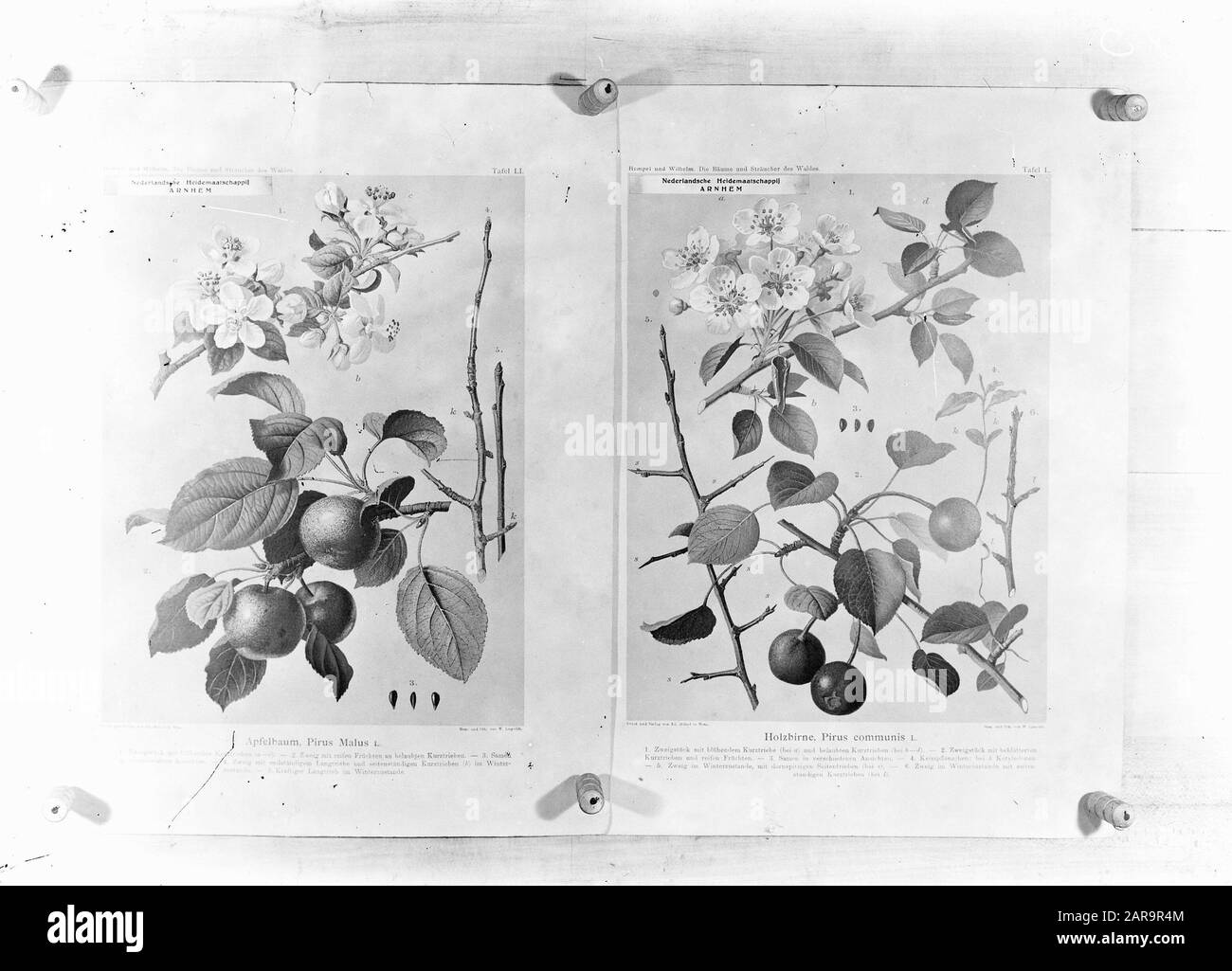 Pirus malus malus hi-res stock photography and images - Alamy