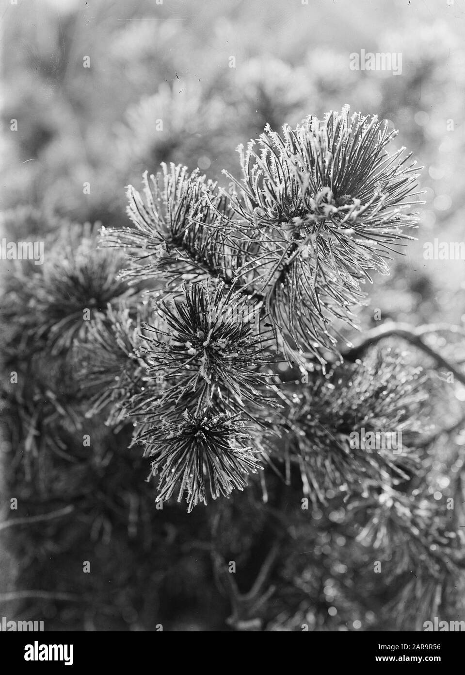 Coniferous woodlands Black and White Stock Photos & Images - Alamy