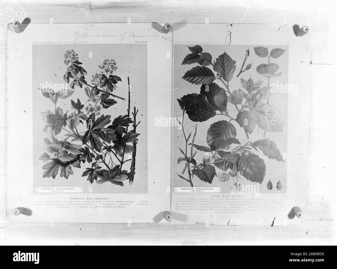 reproductions, plants, fragus silvatica, acer campestre Date: undated ...