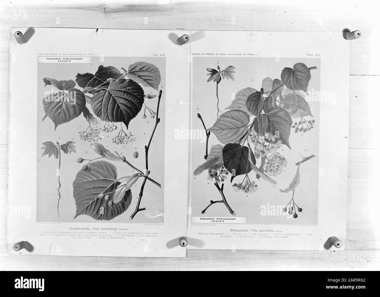 reproductions, plants, tilca cordata, tilia platyphylla Date: undated ...