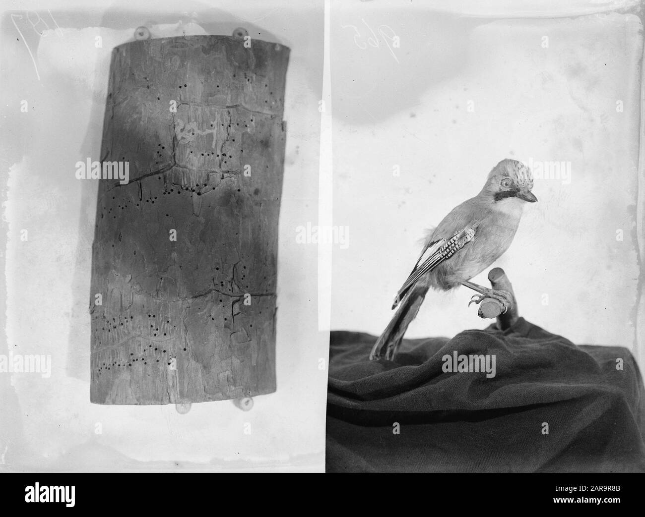 reproductions, forestry, birds, damage, multicolour, small pine shear ...