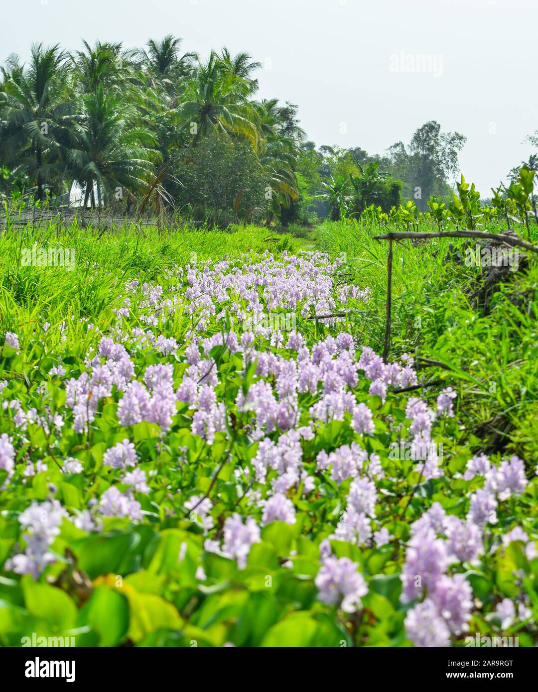 Hyacinth plants and flowers on the pond at sunny day in Mekong Delta ...