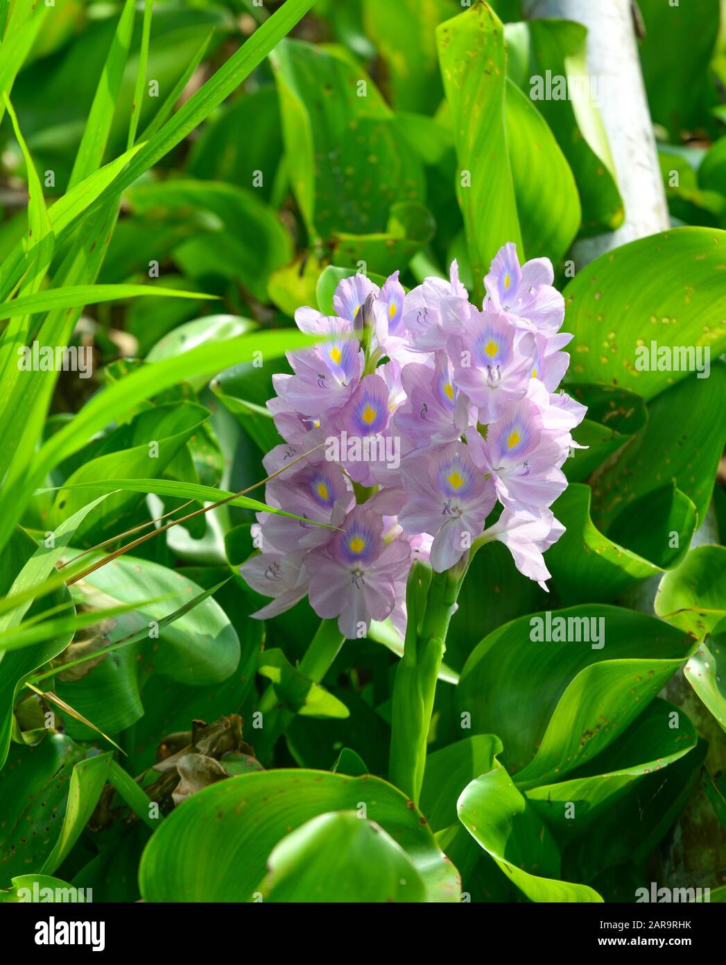 Mekong water hyacinth invasive hi-res stock photography and images - Alamy