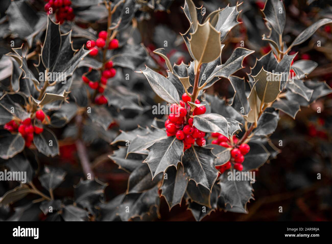Close up to a mistletoe bush, leaves and red berries. Traditional ...