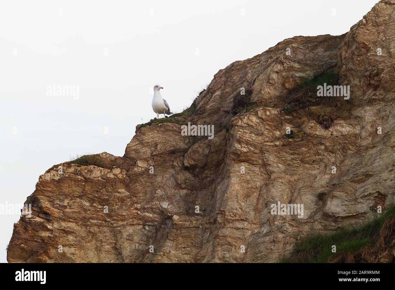 A lonely seagull stands on the giant rock at St Austell, Cornwall ...