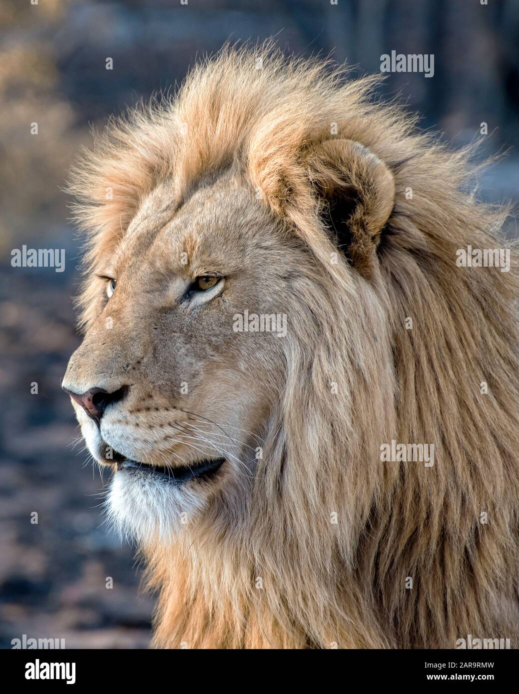 Young male lion close hi-res stock photography and images - Alamy