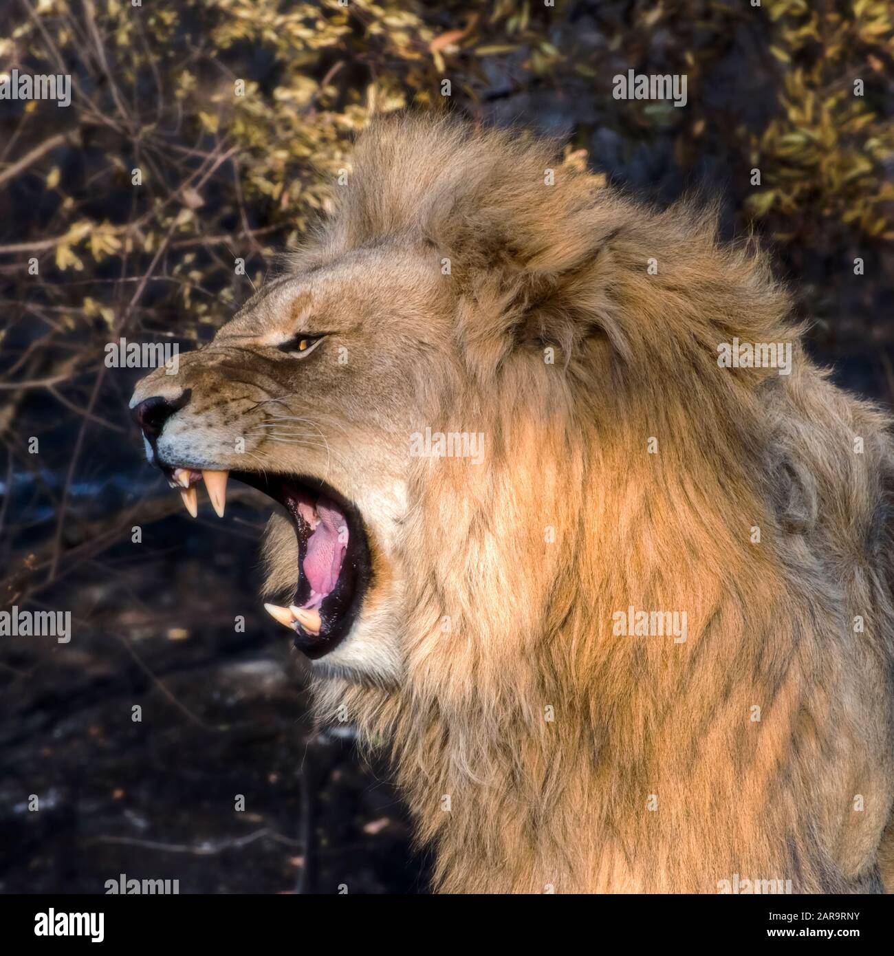 Young Male Lion Roaring at Dawn in South Africa Stock Photo - Alamy