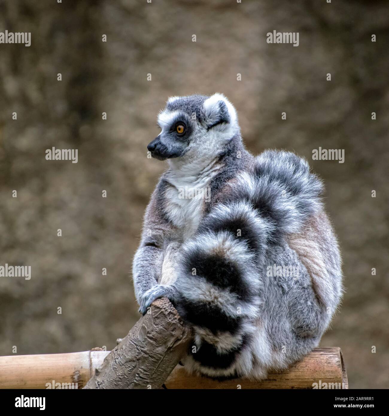 Curled tail of a monkey hi-res stock photography and images - Alamy